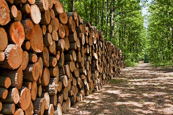 Logging Process Explained Forestry BMPs K B Lumber
